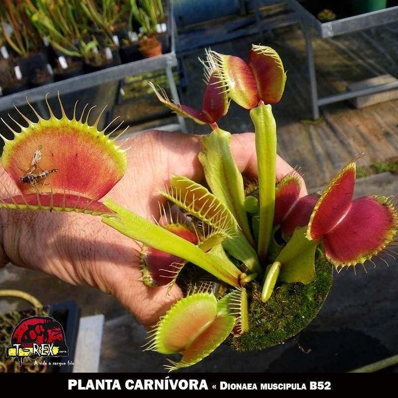 Adquira agora a Muda da Planta Carnívora Dionaea Muscipula B52