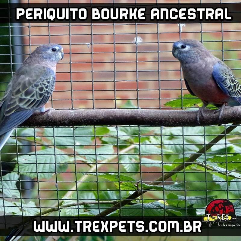 Periquito Bourke Ancestral - Beleza Natural e Encanto Sereno | Adquira ...