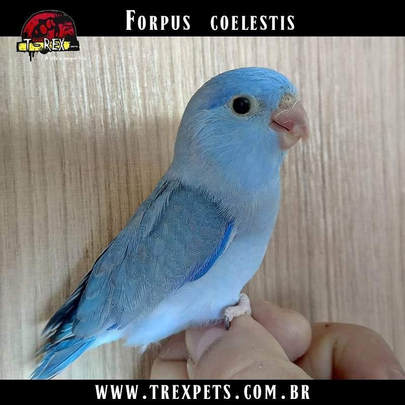 Compre um Casal de Papagaios Anões Forpus - Alegria e Companhia Exótica ...