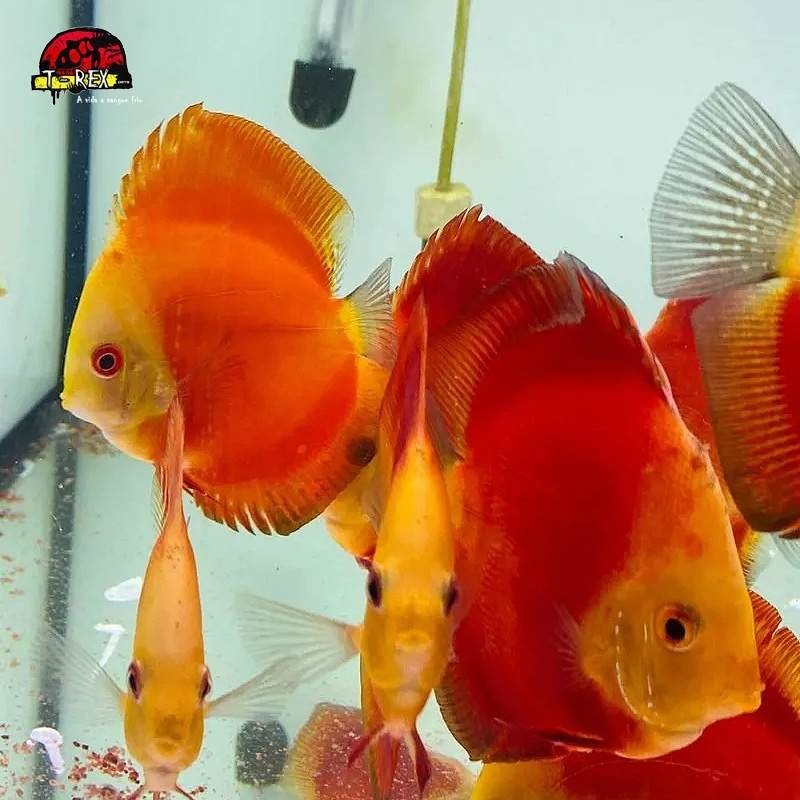 Peixe Acará Disco Red Rubi para Aquário - Beleza Intensa e Elegância em ...
