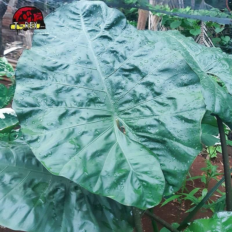 Muda de Planta Alocasia Plumbea - Beleza Exótica para seu Jardim!