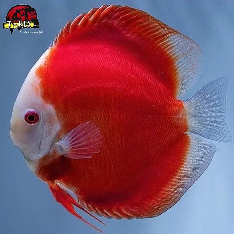 Acará Disco Red Melon 7-8 cm - Peixe para Aquário Colorido - Envio Rápido
